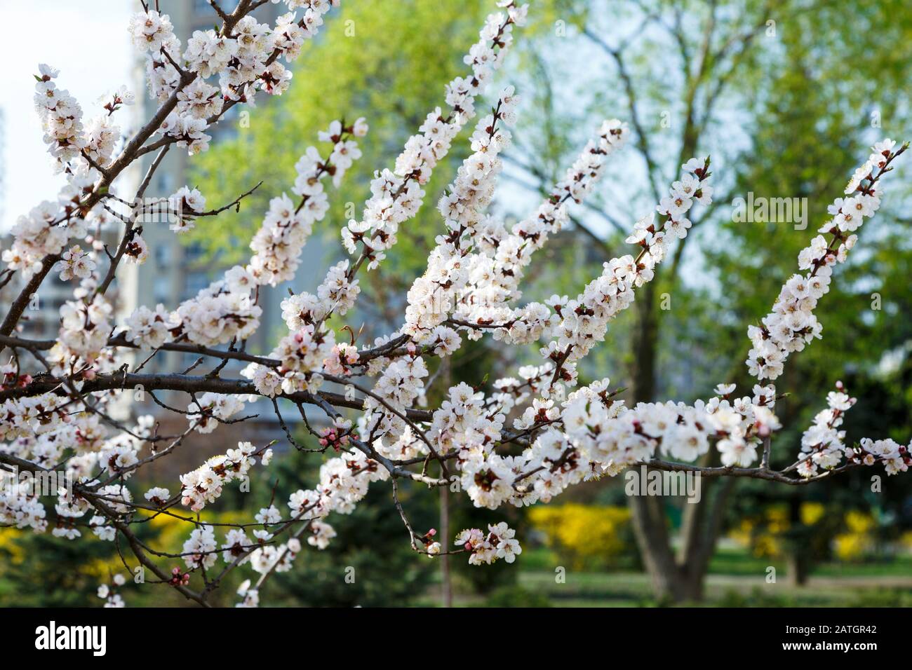 Blossoming cherry trees in spring. Sakura branches with sunlight ...