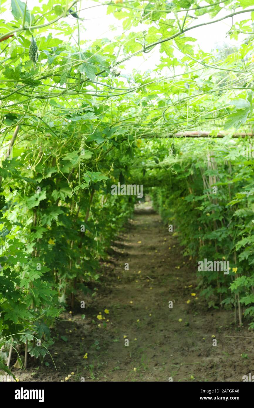Gourd field hi-res stock photography and images - Alamy