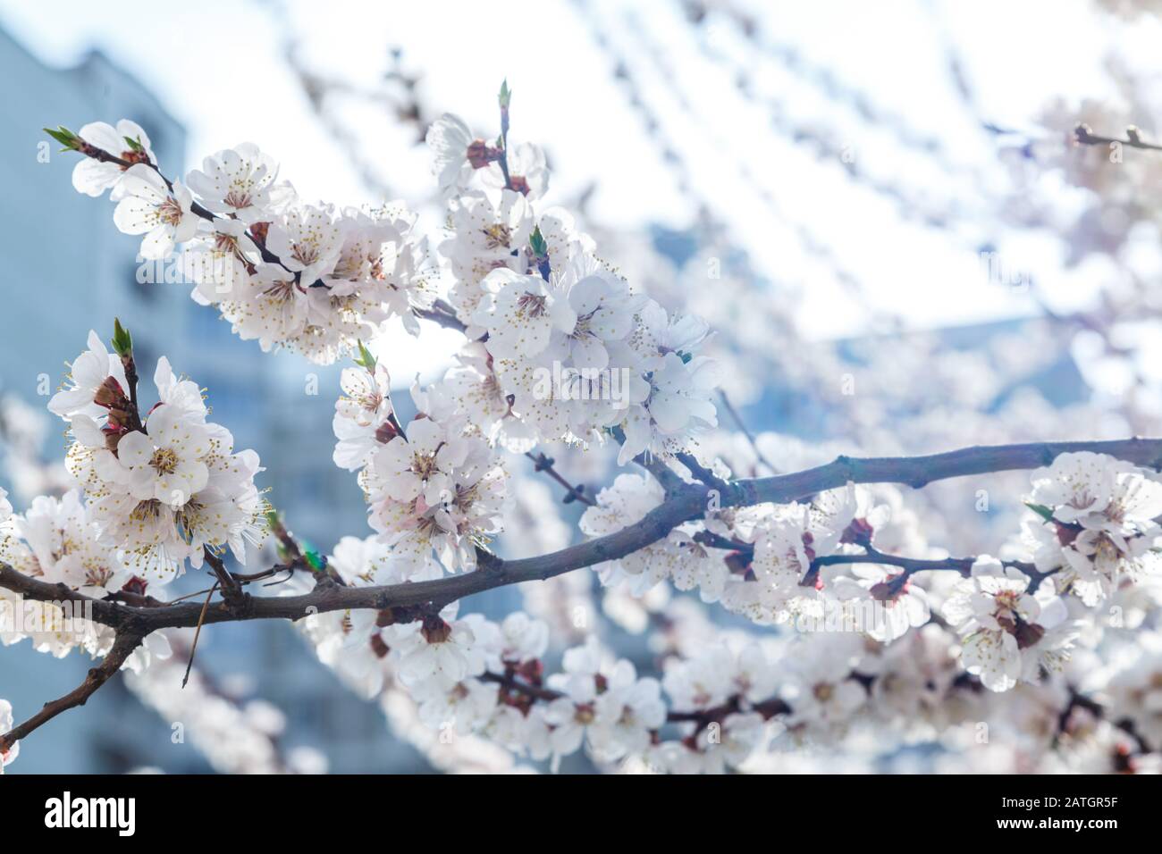 Blossoming cherry trees in spring. Sakura branches with sunlight ...