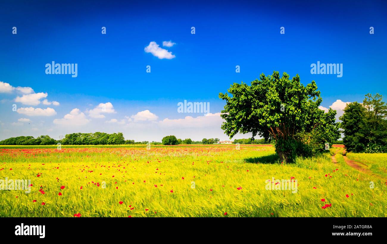 Fields in the countryside of Friuli Venezia-Giulia Stock Photo - Alamy