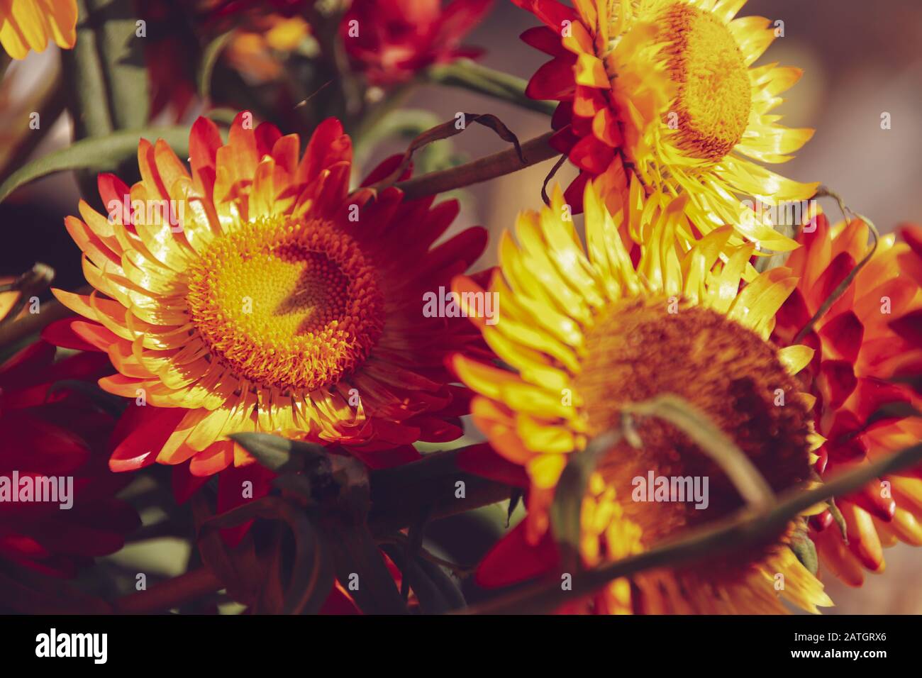 Blossom theme hi-res stock photography and images - Alamy