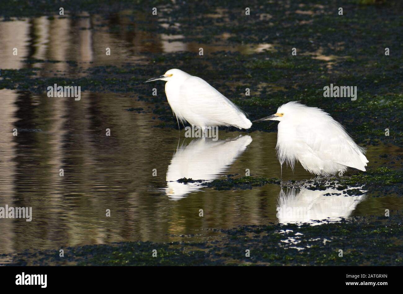 A pair of snowy egrets (Egretta thula), with slightly bedraggled and ...