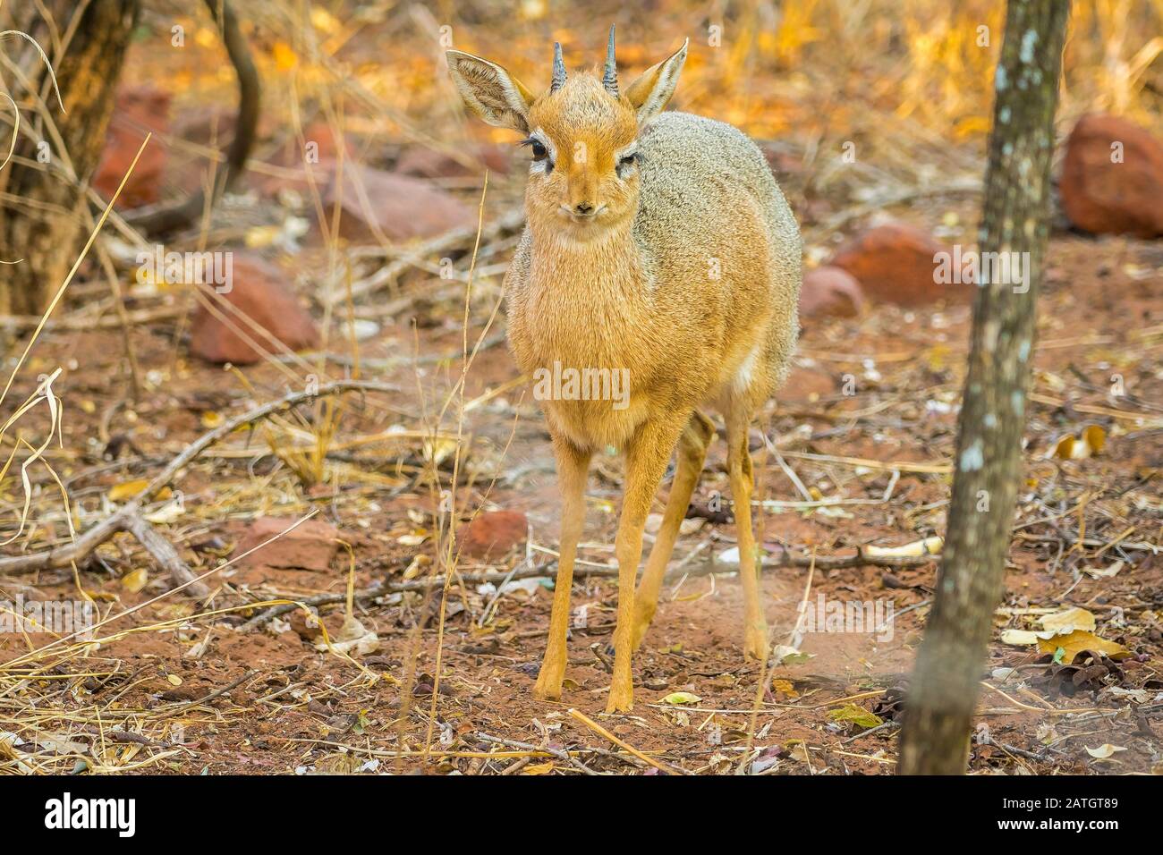 Dik dik baby hi-res stock photography and images - Alamy