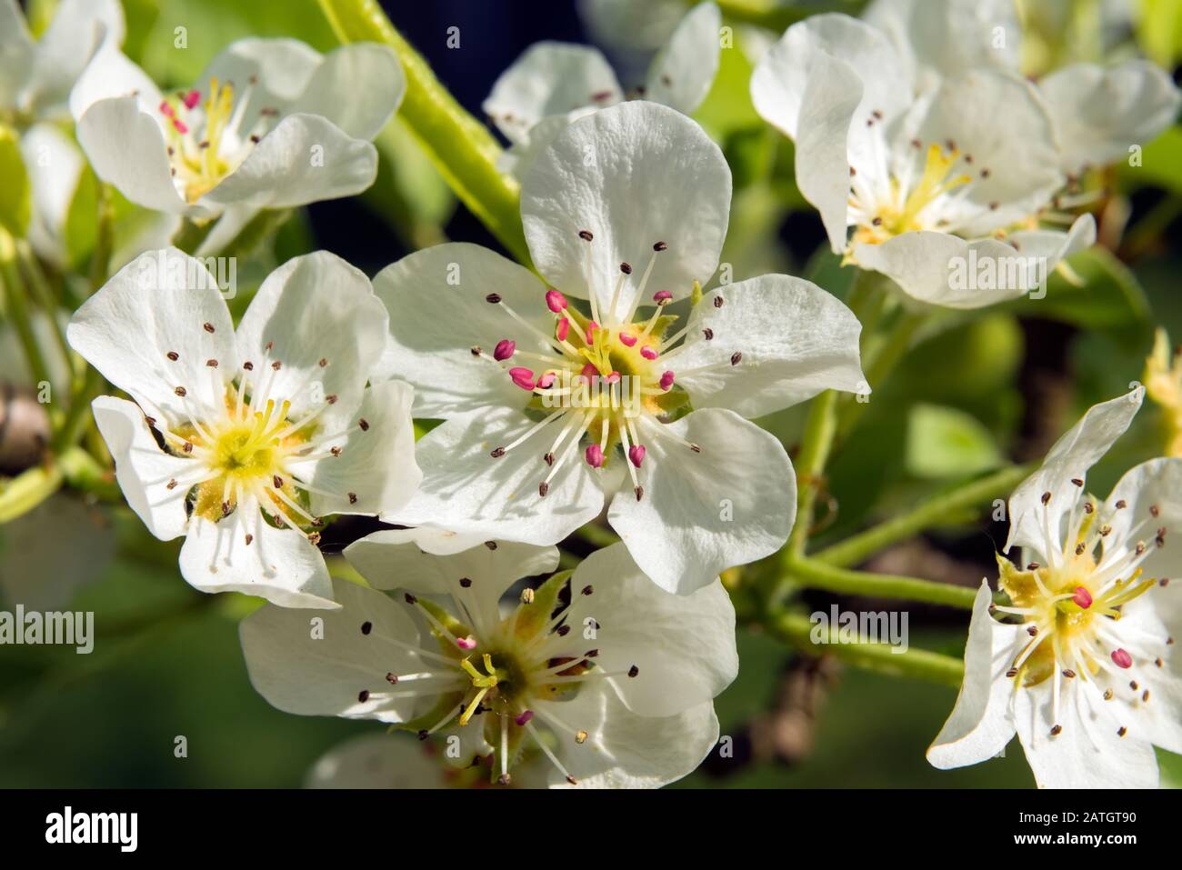 Asian pear tree garden hi-res stock photography and images - Alamy