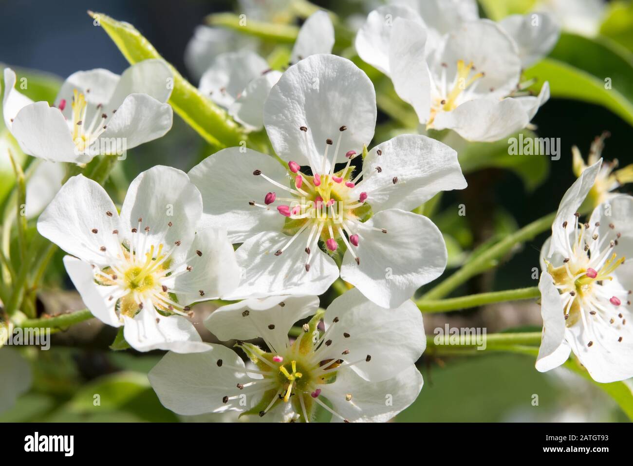 Asian pear tree flowers hi-res stock photography and images - Alamy