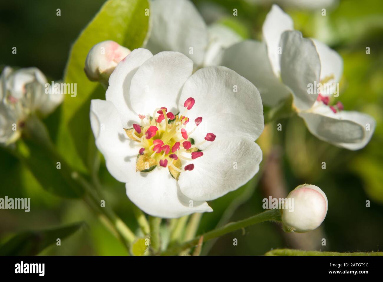 Asian pear flowers hi-res stock photography and images - Alamy