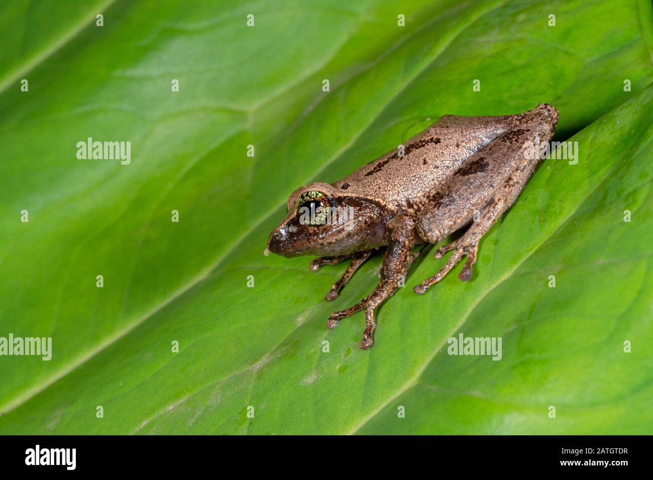 Munnar bush frog hi-res stock photography and images - Alamy