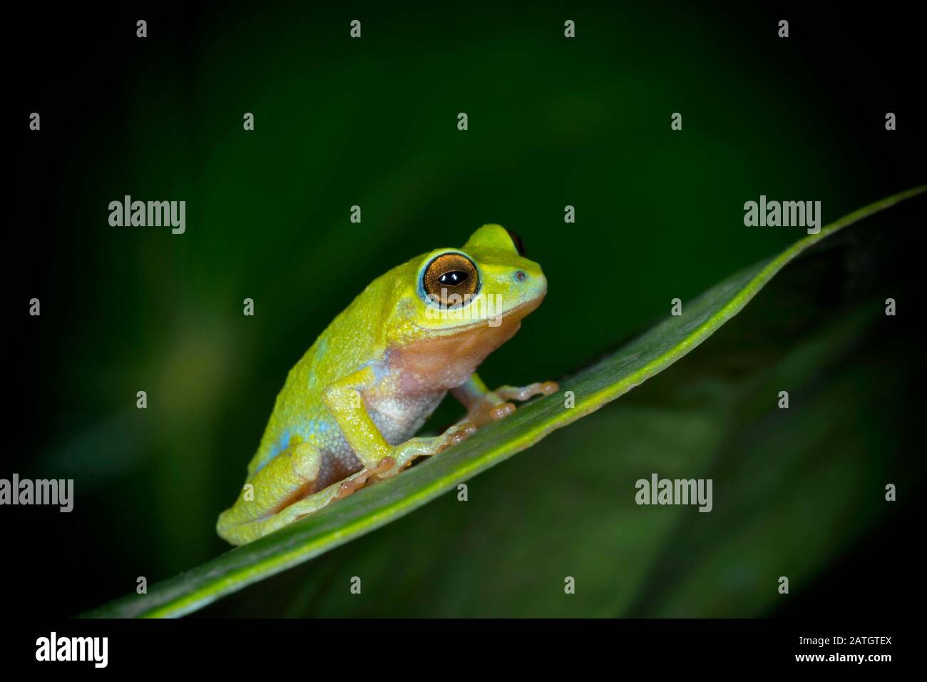 Kalakad gliding frog hi-res stock photography and images - Alamy