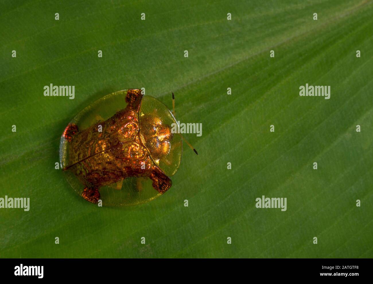 Golden Tortoise Beetle, Charidotella bicolor, Tamhini Ghat, Pune, India ...