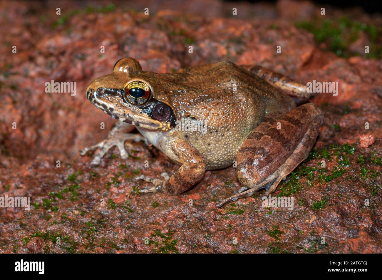 Indirana Species Frog, Amboli, India Stock Photo - Alamy