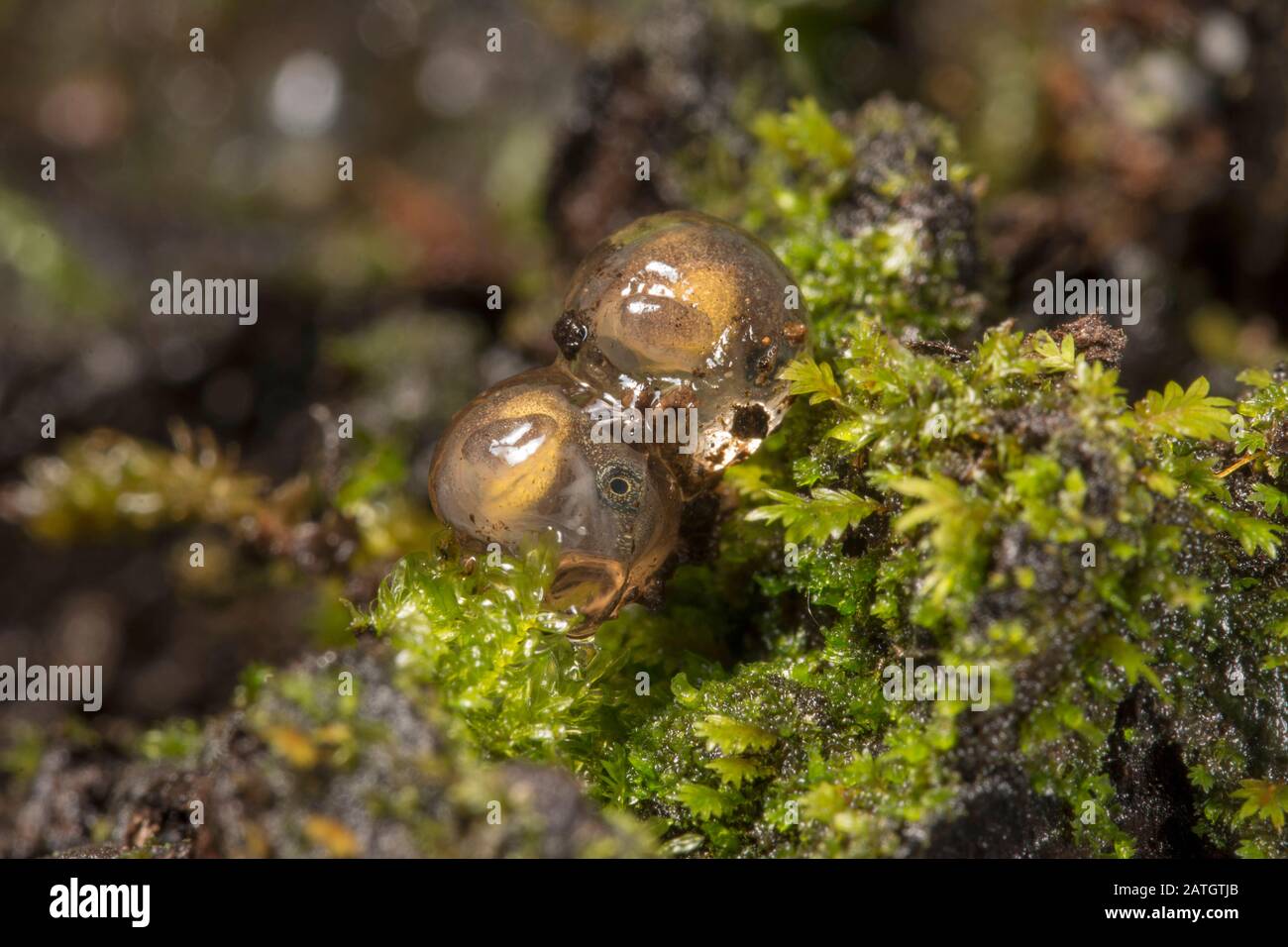 Frogspawn white hi-res stock photography and images - Alamy