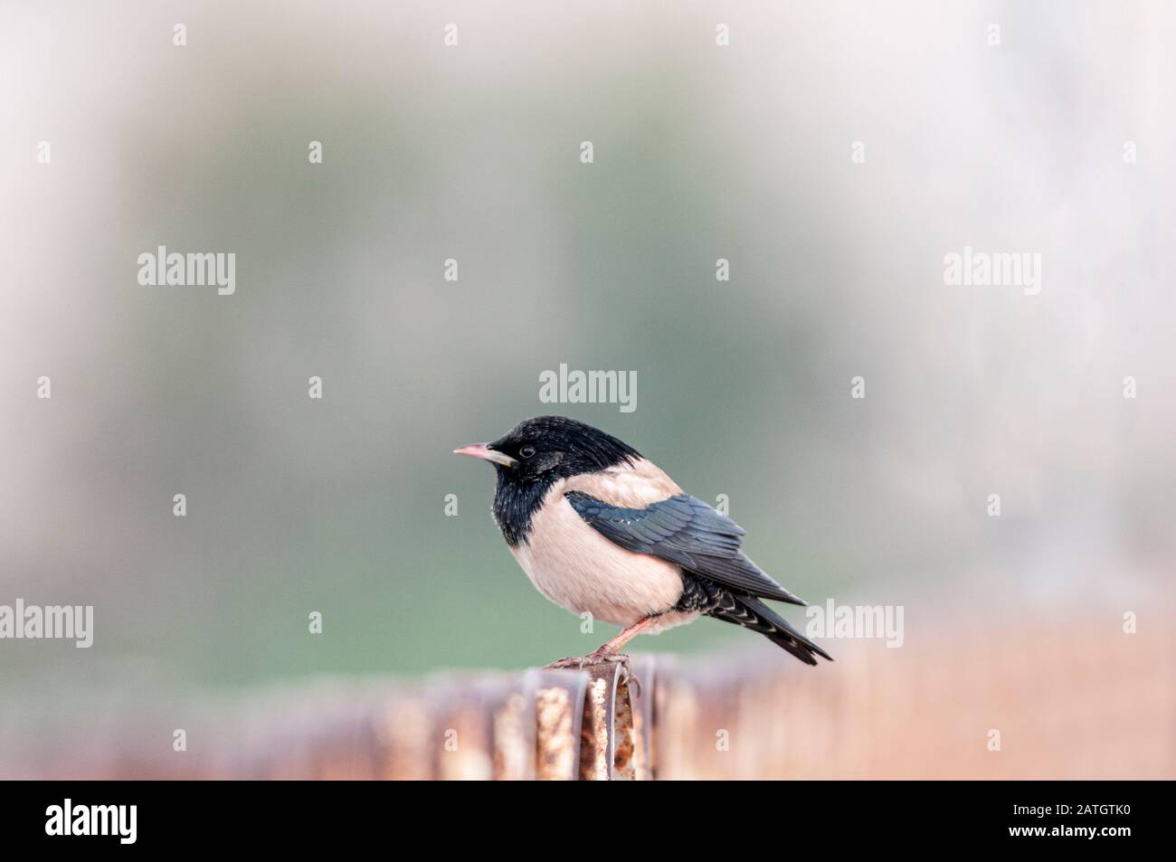 Rosy Starling, Pastor roseus, Jamanagar, India Stock Photo - Alamy