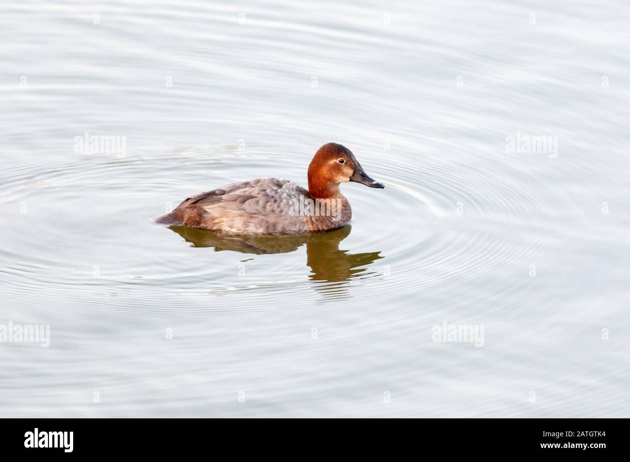 Common Pochard Female, Aythya ferina, Jamnagar, India Stock Photo - Alamy