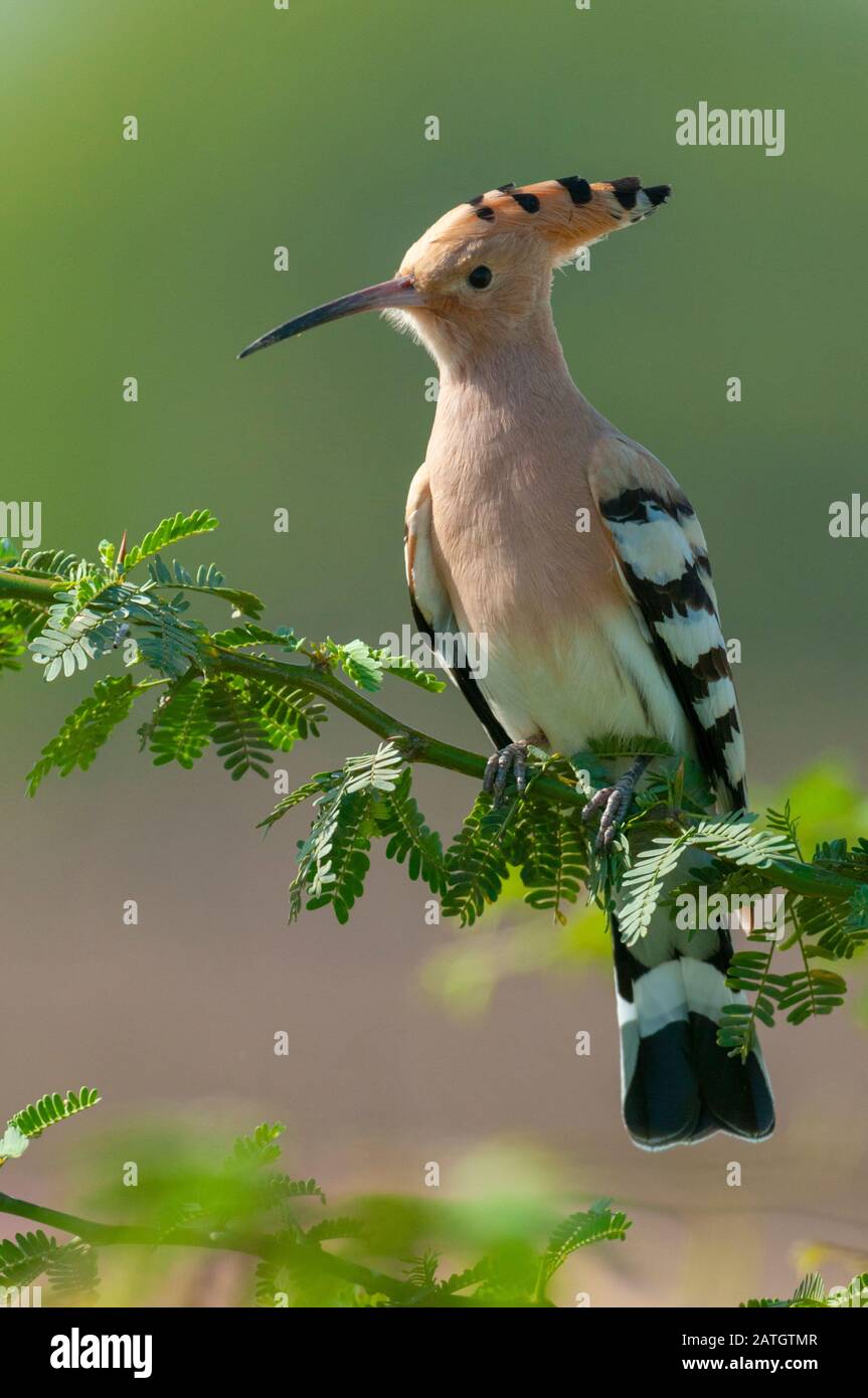 Common hoopoe hi-res stock photography and images - Alamy