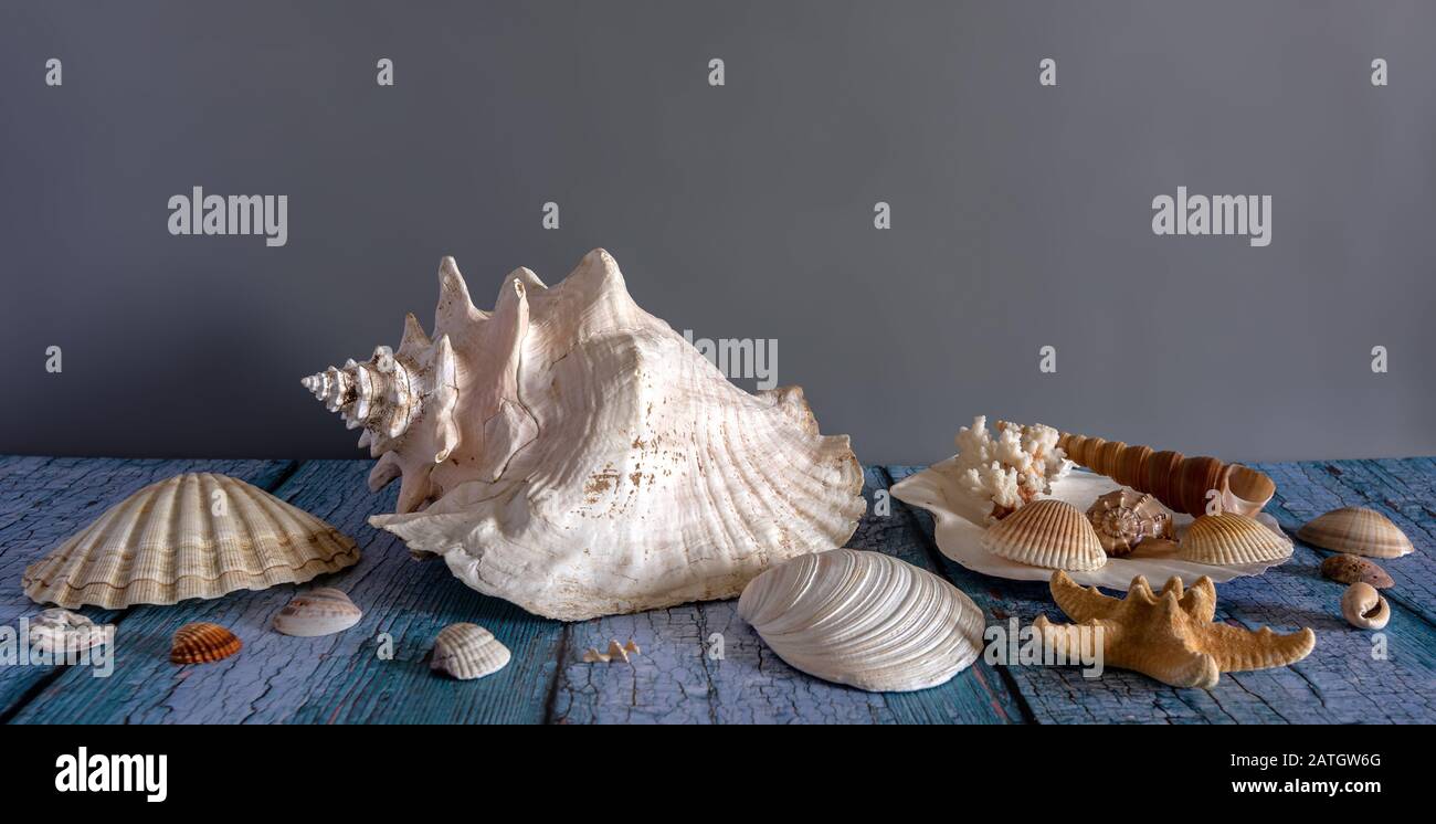 Still life with shells. A reminder of a vacation at sea Stock Photo - Alamy