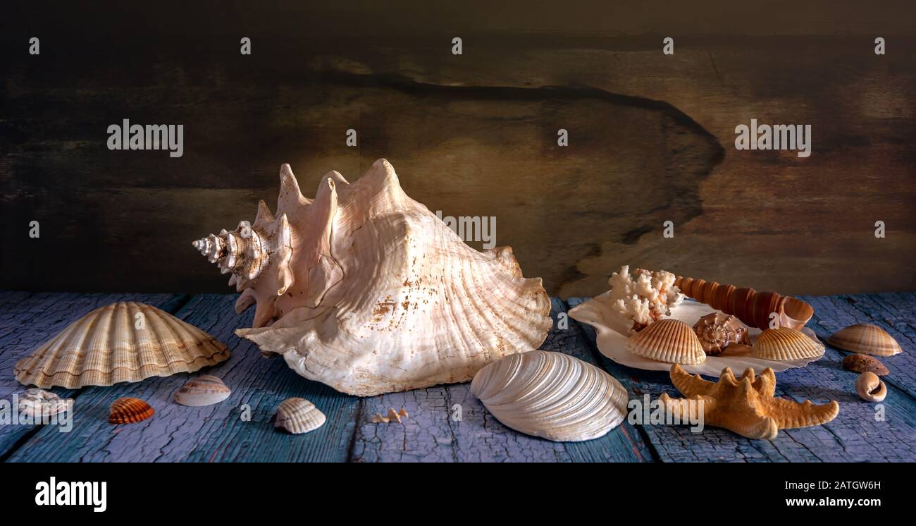 Still life with shells. A reminder of a vacation at sea Stock Photo - Alamy