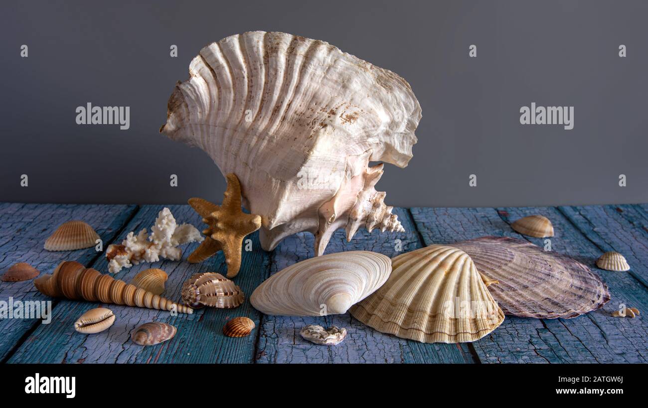 Still life with shells. A reminder of a vacation at sea Stock Photo - Alamy