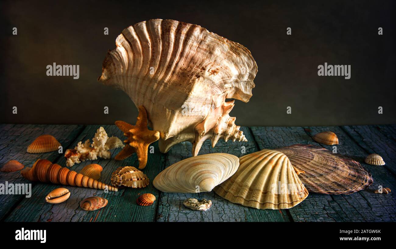 Still life with shells. A reminder of a vacation at sea Stock Photo - Alamy