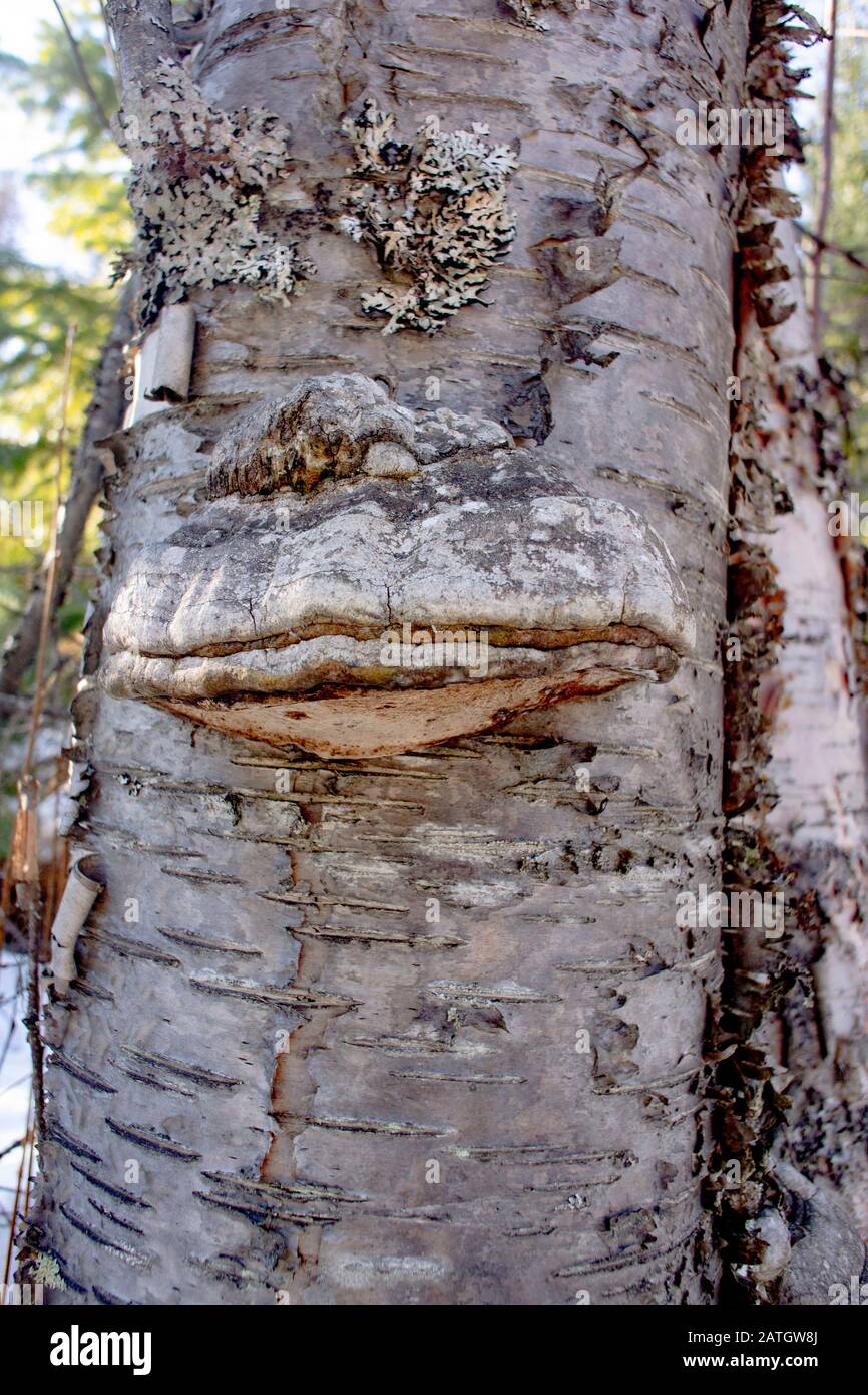 North west shelf hi-res stock photography and images - Alamy