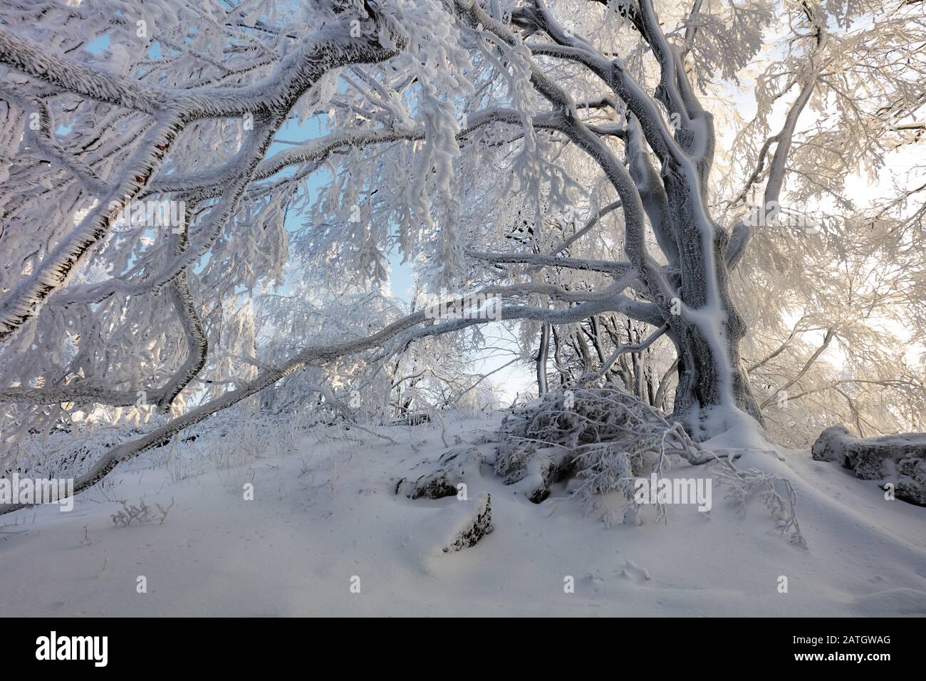Forest in Winter with frozen trees Stock Photo - Alamy