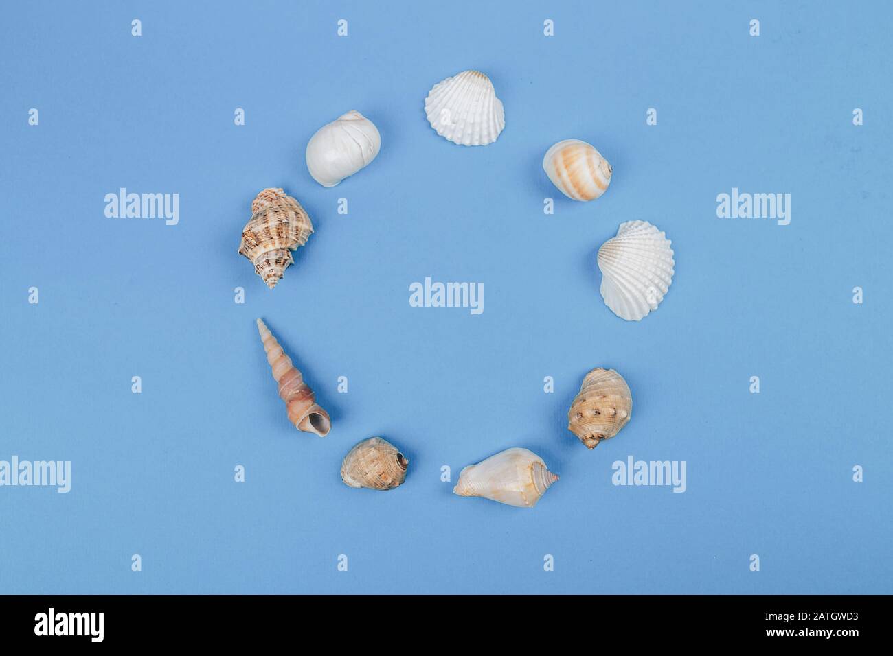 Seashell collection lying around circle shape Stock Photo - Alamy