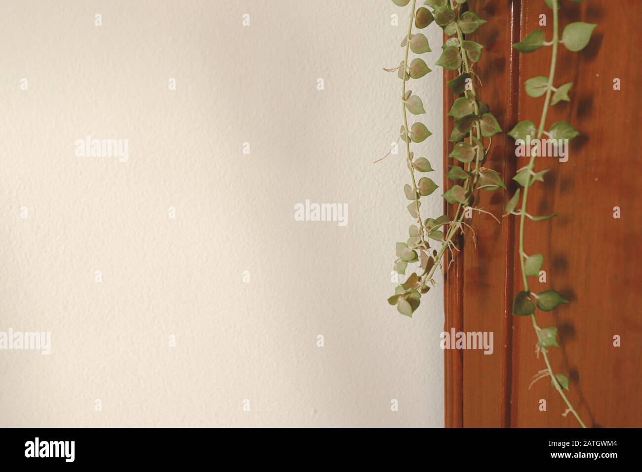 Minimalist home decoration for the Spring season using houseplants to ...