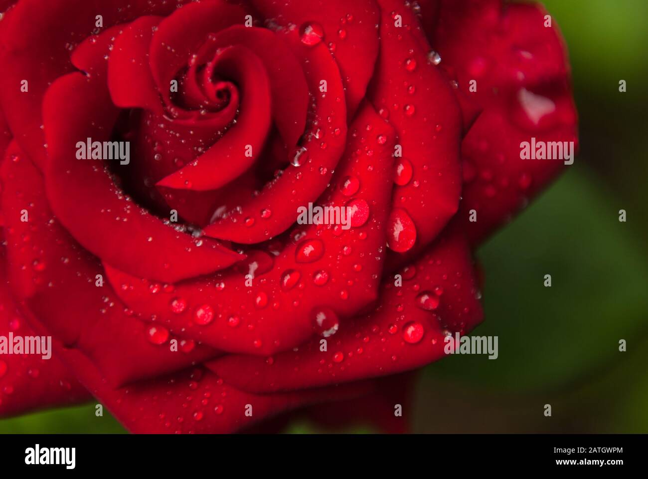 beautiful wet red rose on green environment background in natural ...