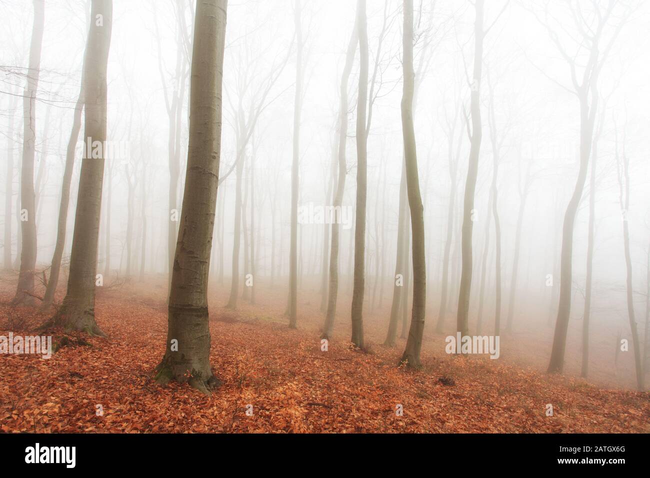 Forest of trees hi-res stock photography and images - Alamy