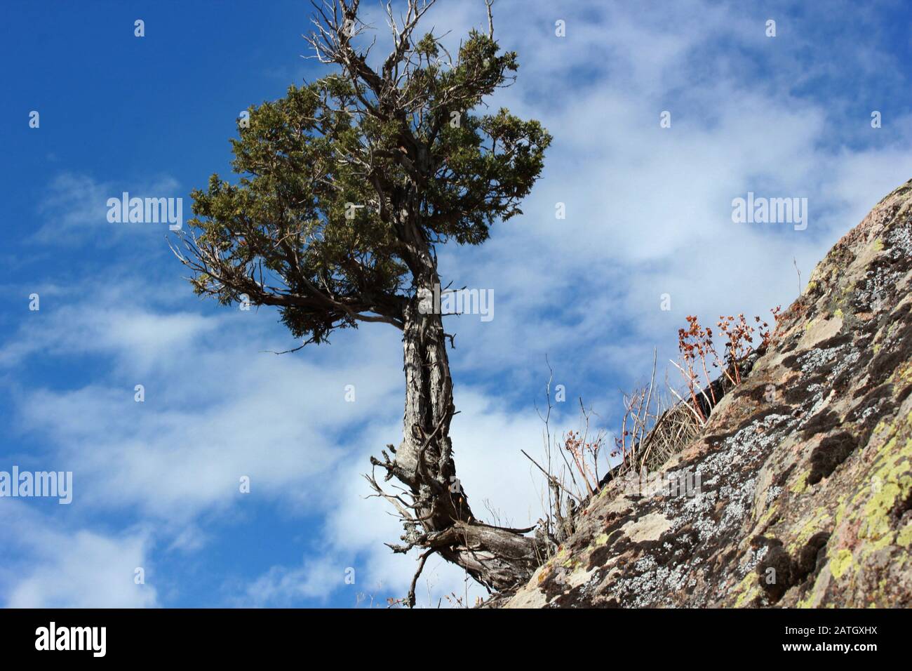 cloudy sky and juniper tree Stock Photo - Alamy