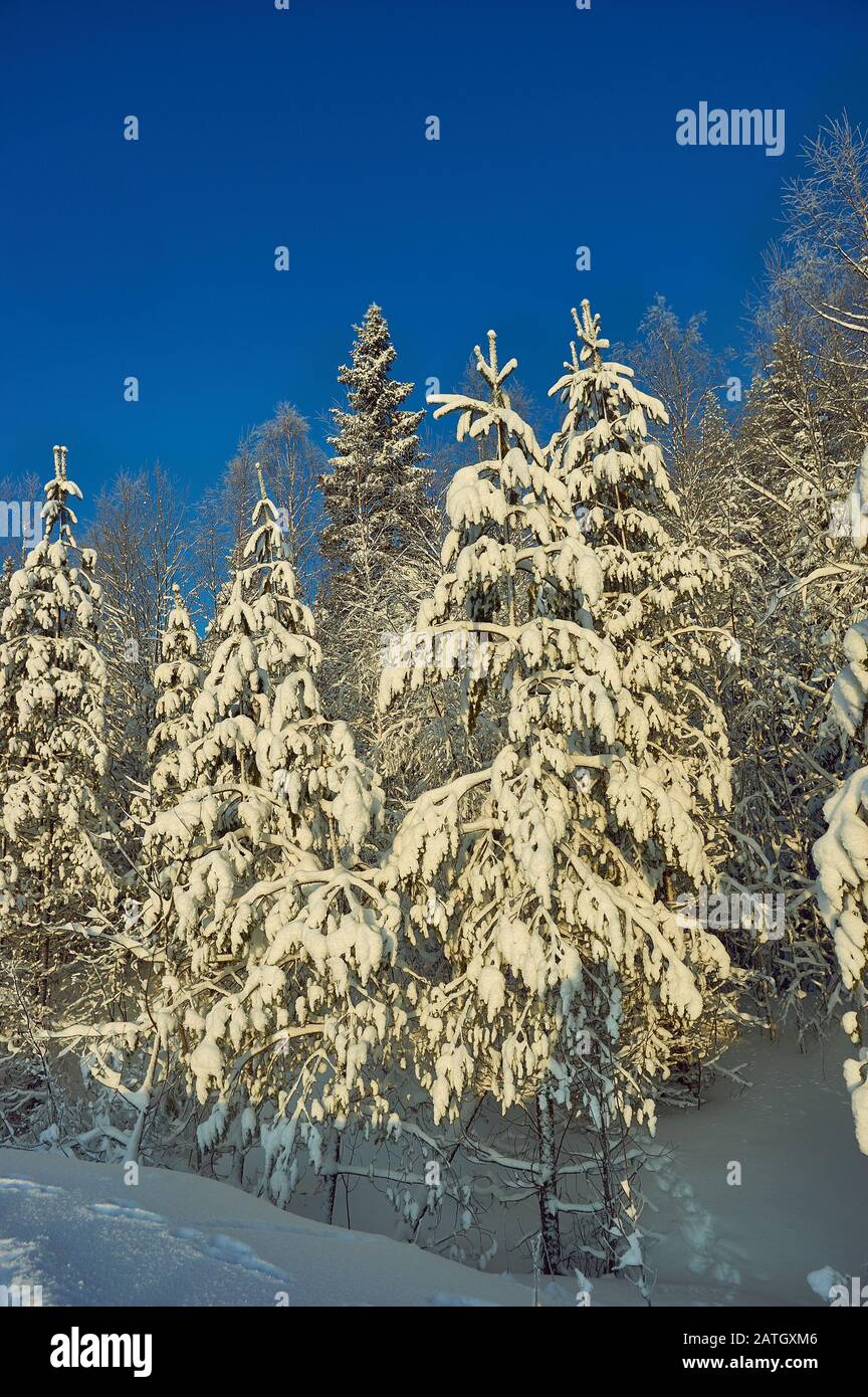 Taiga sweden snow hi-res stock photography and images - Alamy