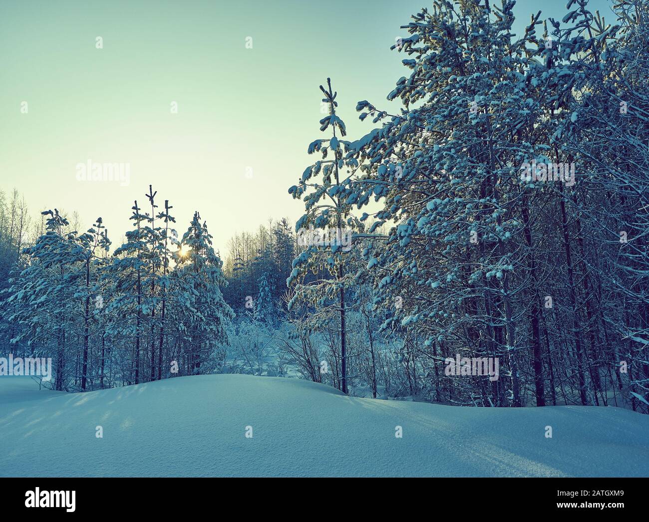 Beautiful winter landscape, snowy forest taiga, open space Stock Photo ...