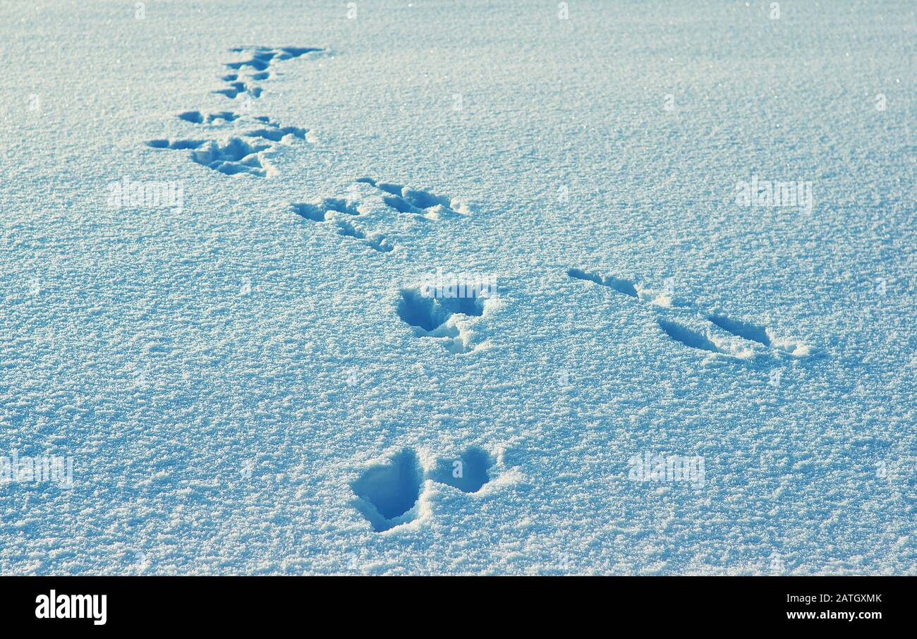 Animals track in big snow. Wild animals footprints on snow, Beautiful ...
