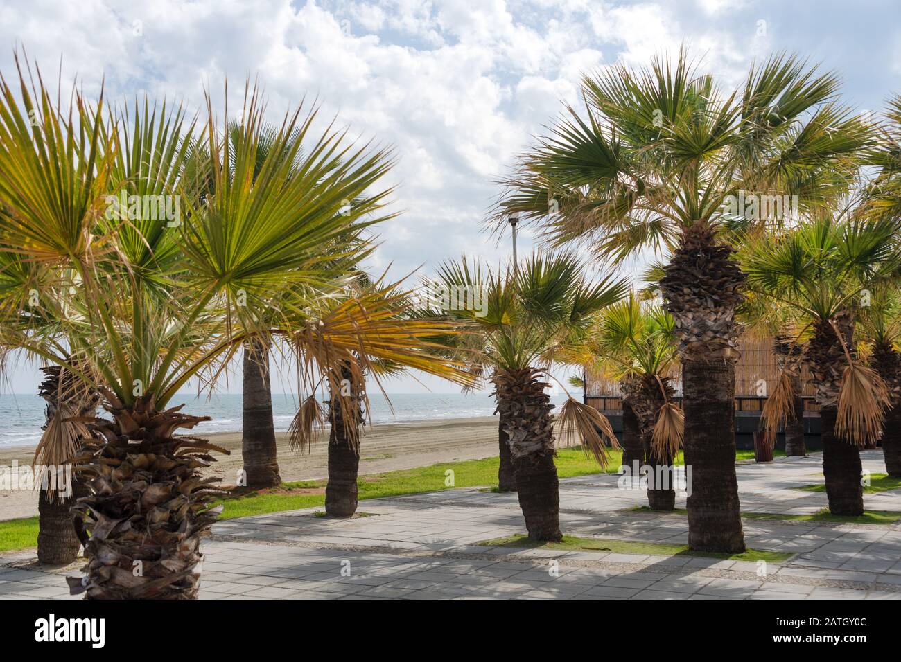 Palm trees on Finikoudes Beach-Larnaca City, Cyprus. Larnaka embankment ...