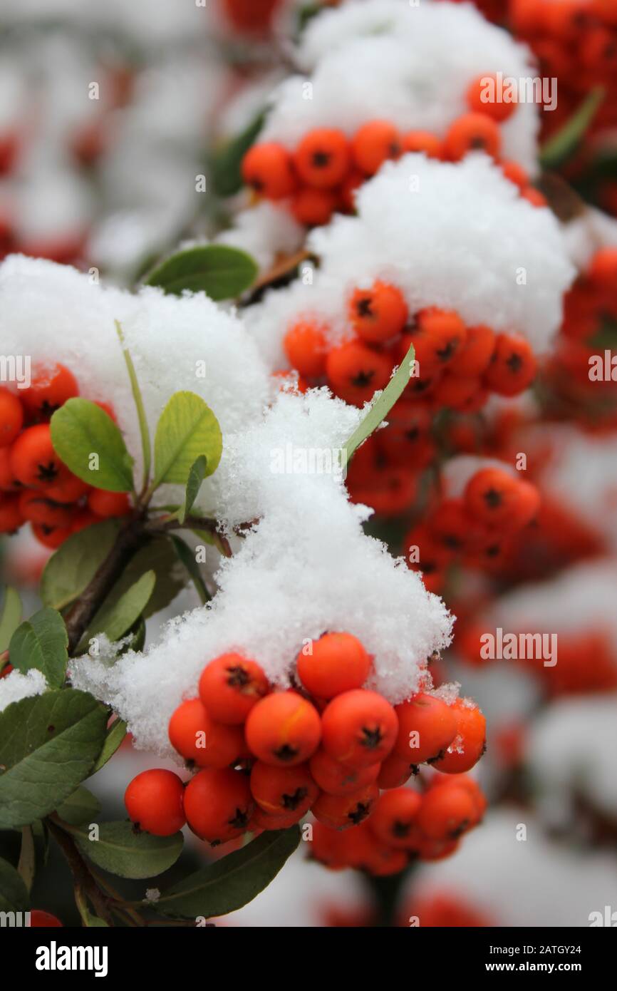 Bog burst hi-res stock photography and images - Alamy