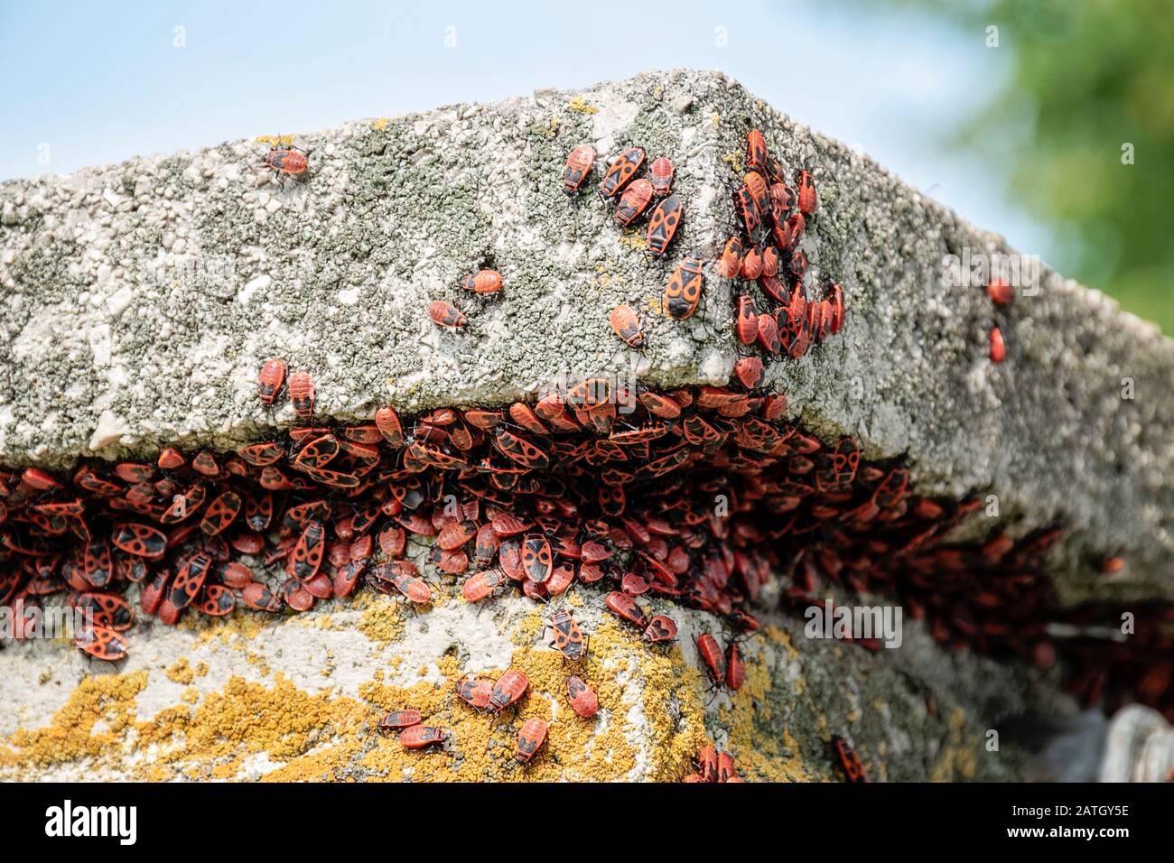 Many firebugs on a, old stone in different stages of development. Close ...