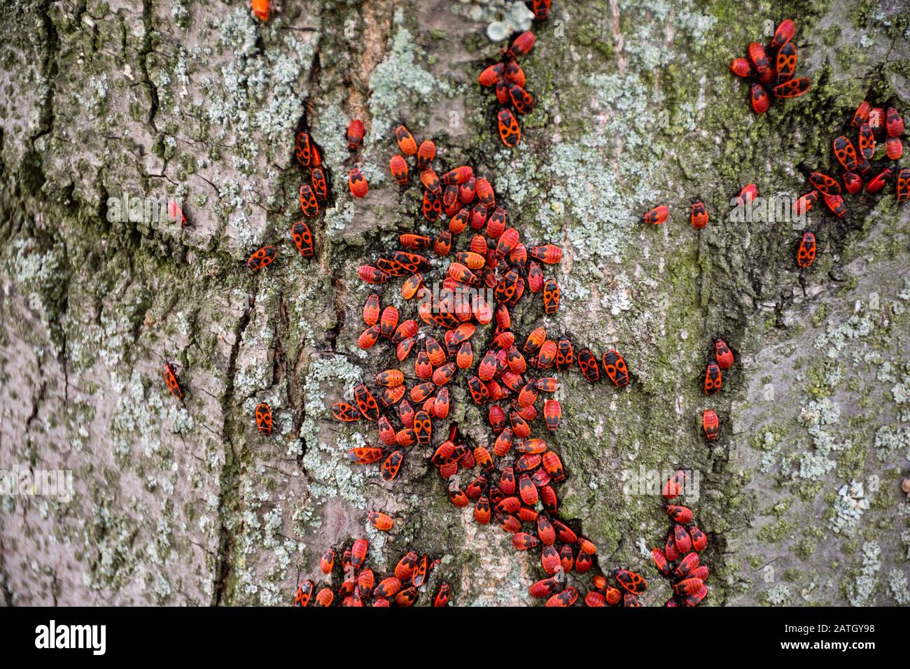 Many firebugs on a tree in different stages of development. Close-up ...