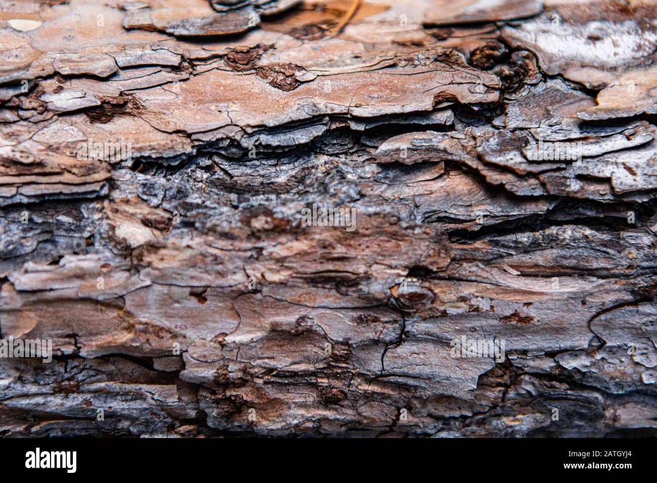 Old wooden tree bark texture. Rustic tree trunk for background usage ...