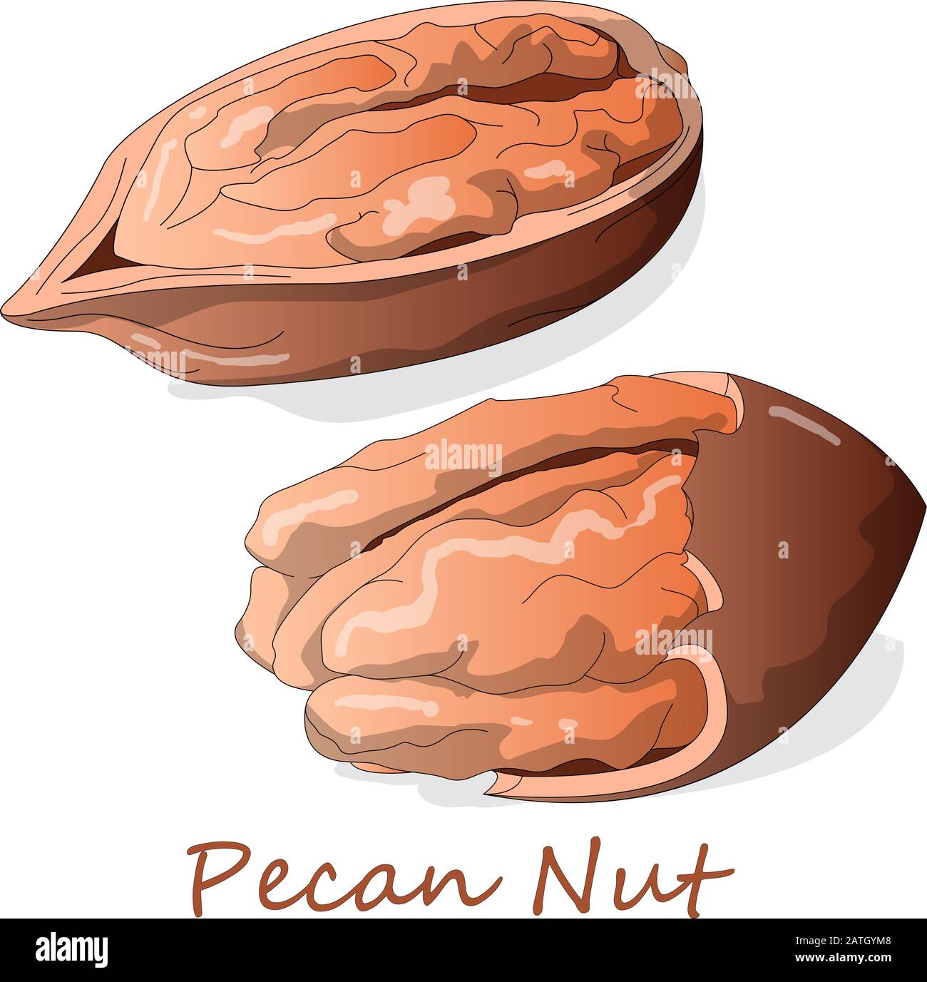 Pecan nut isolated on white background. Vector illustration Stock ...