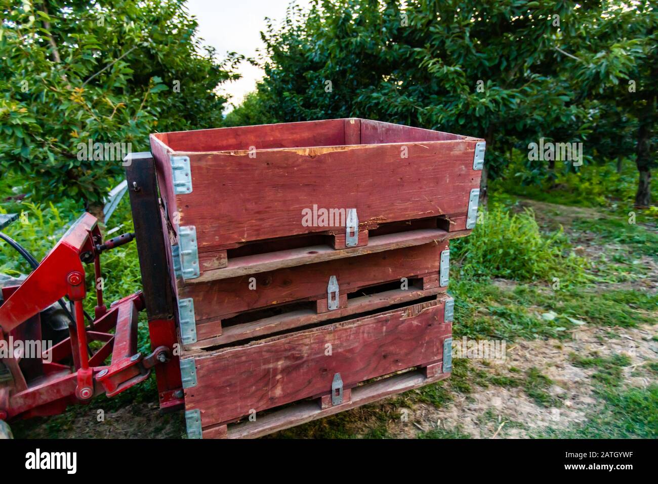 Raw cherry fruits transportation from the orchard to the elaboration ...