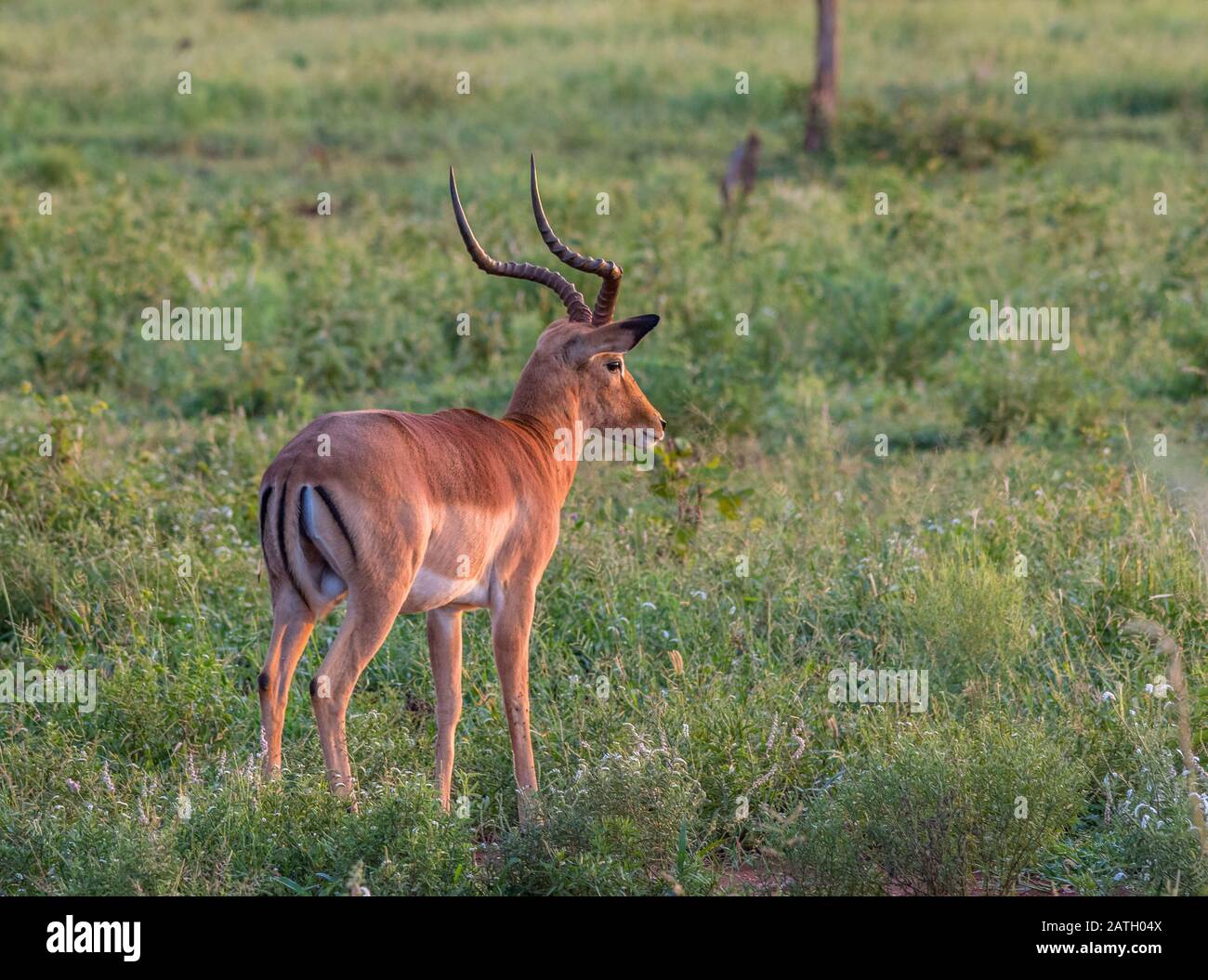 Single impala ram isolated in the Kruger National Park in South Africa ...