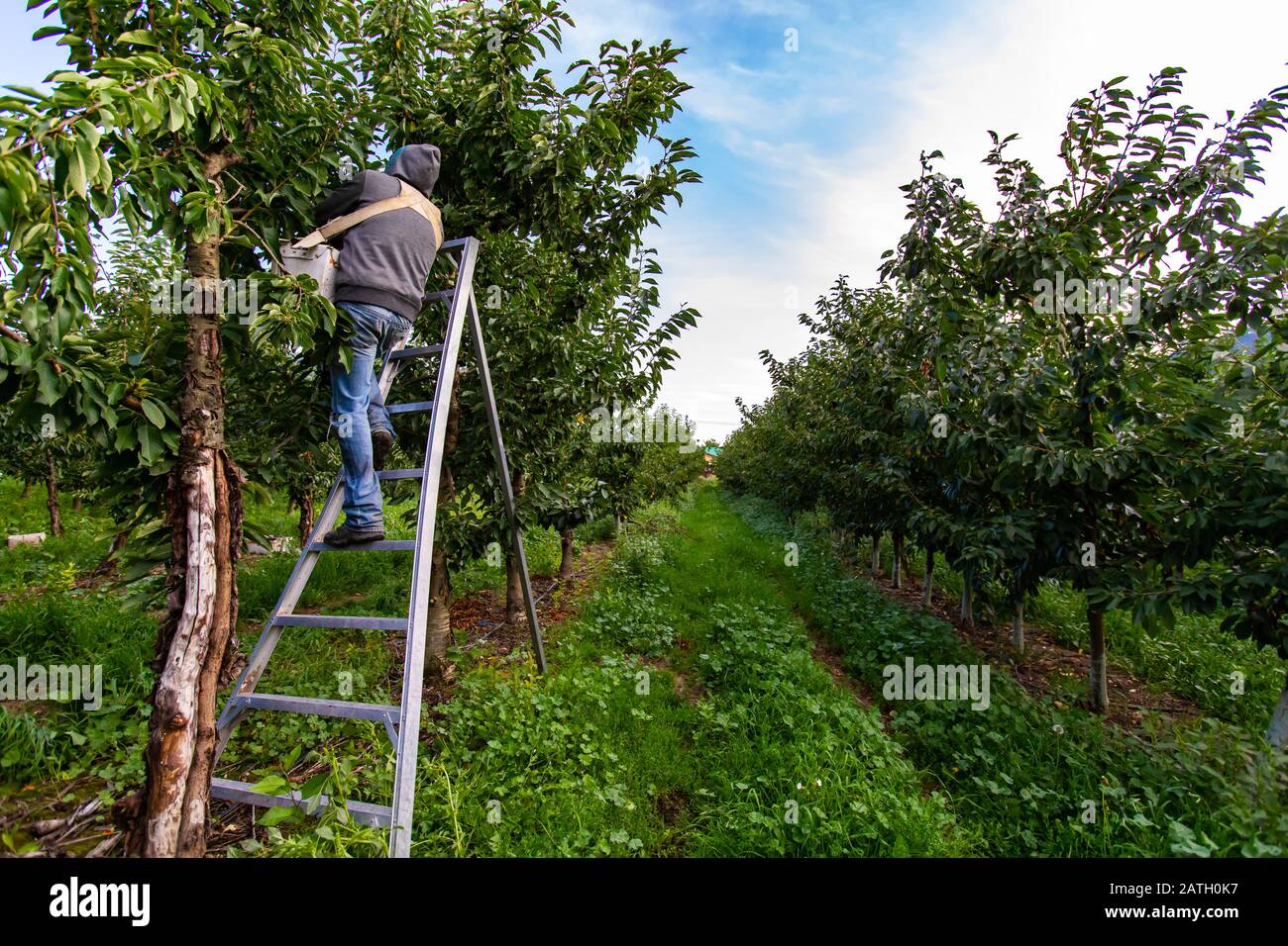 Seasonal farm worker at cherry harvest. Cherry-picker stands on the ...