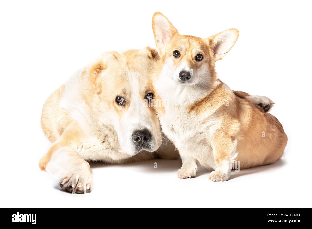 Alabai (shepherd) and corgi isolated white background Stock Photo - Alamy