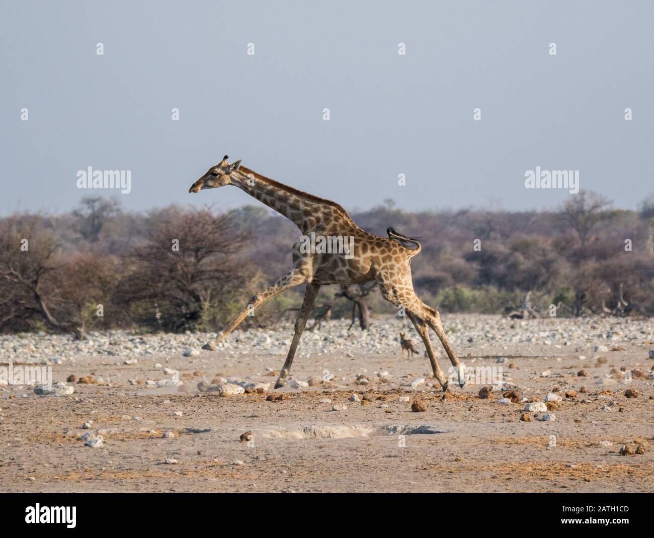 Frightened giraffe running away from predator over sandy plains of ...