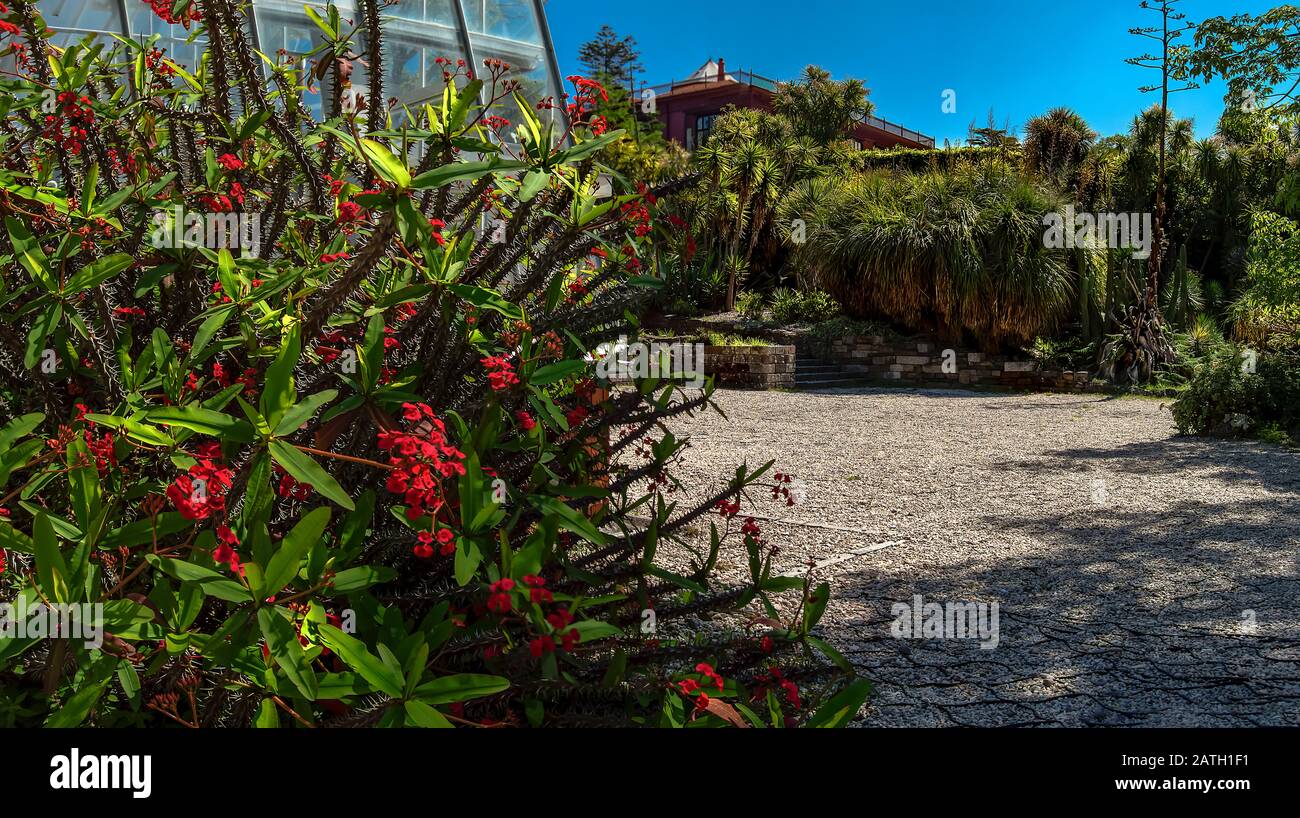 "euphorbia" from the cactus garden of the botanical garden of Porto ...