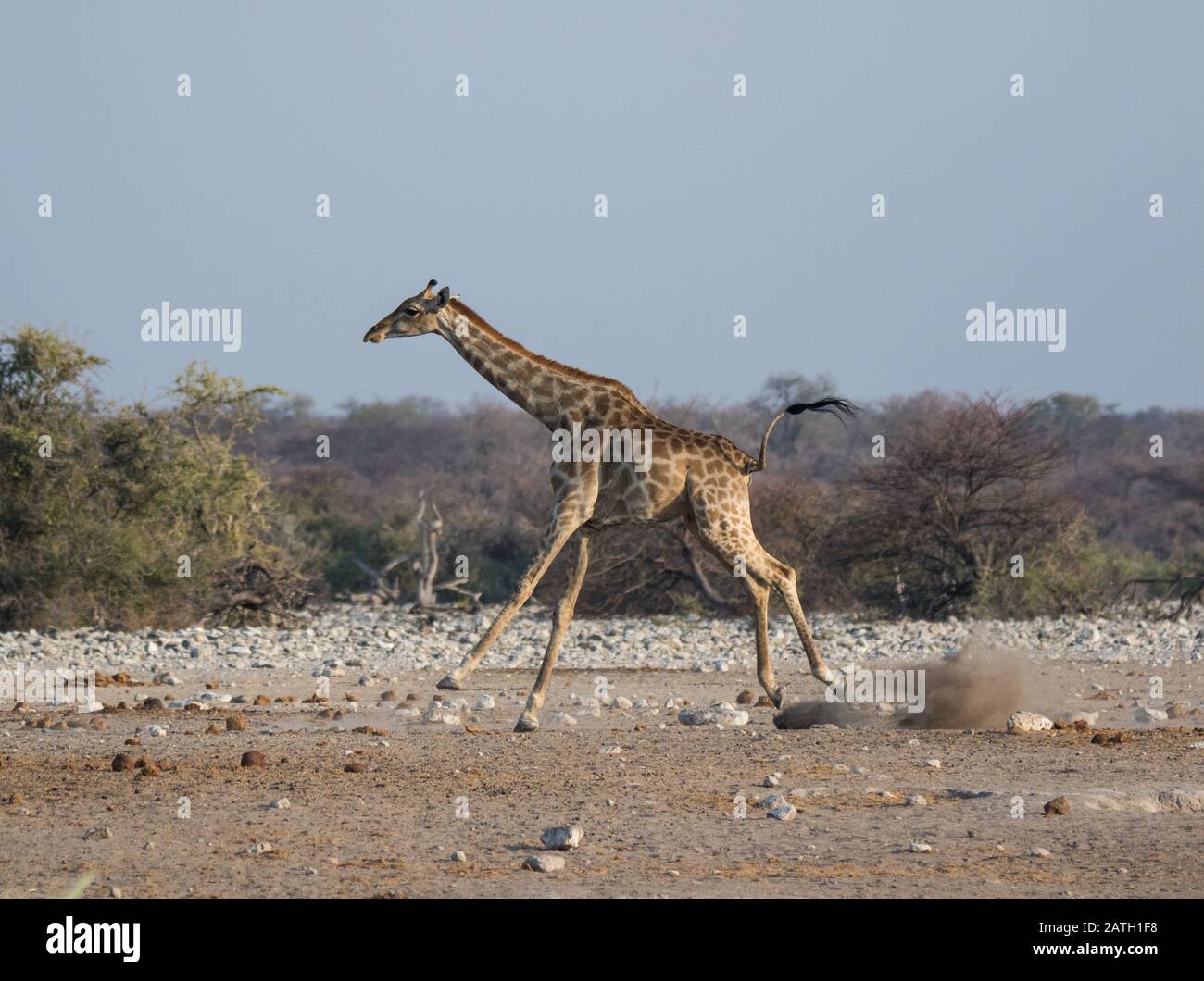 Frightened giraffe running away from predator over sandy plains of ...