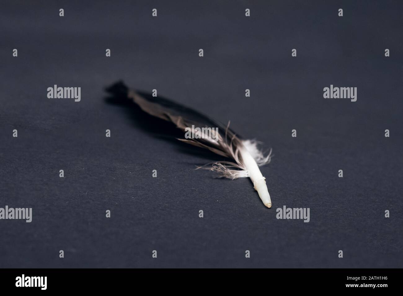 Black feather of crow on black background Stock Photo - Alamy