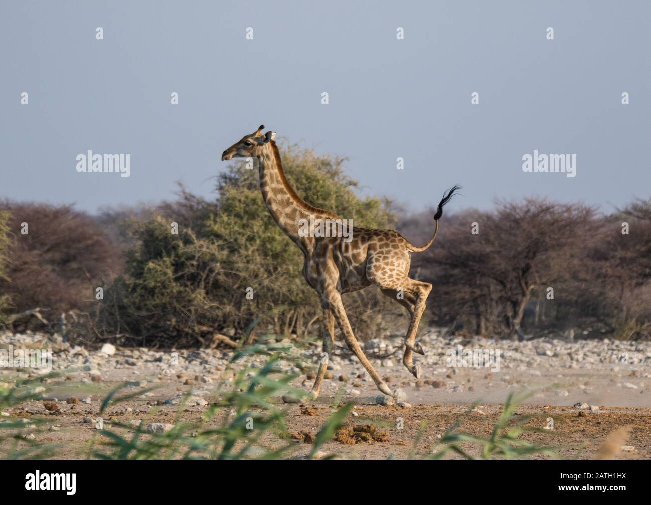 Frightened giraffe running away from predator over sandy plains of ...