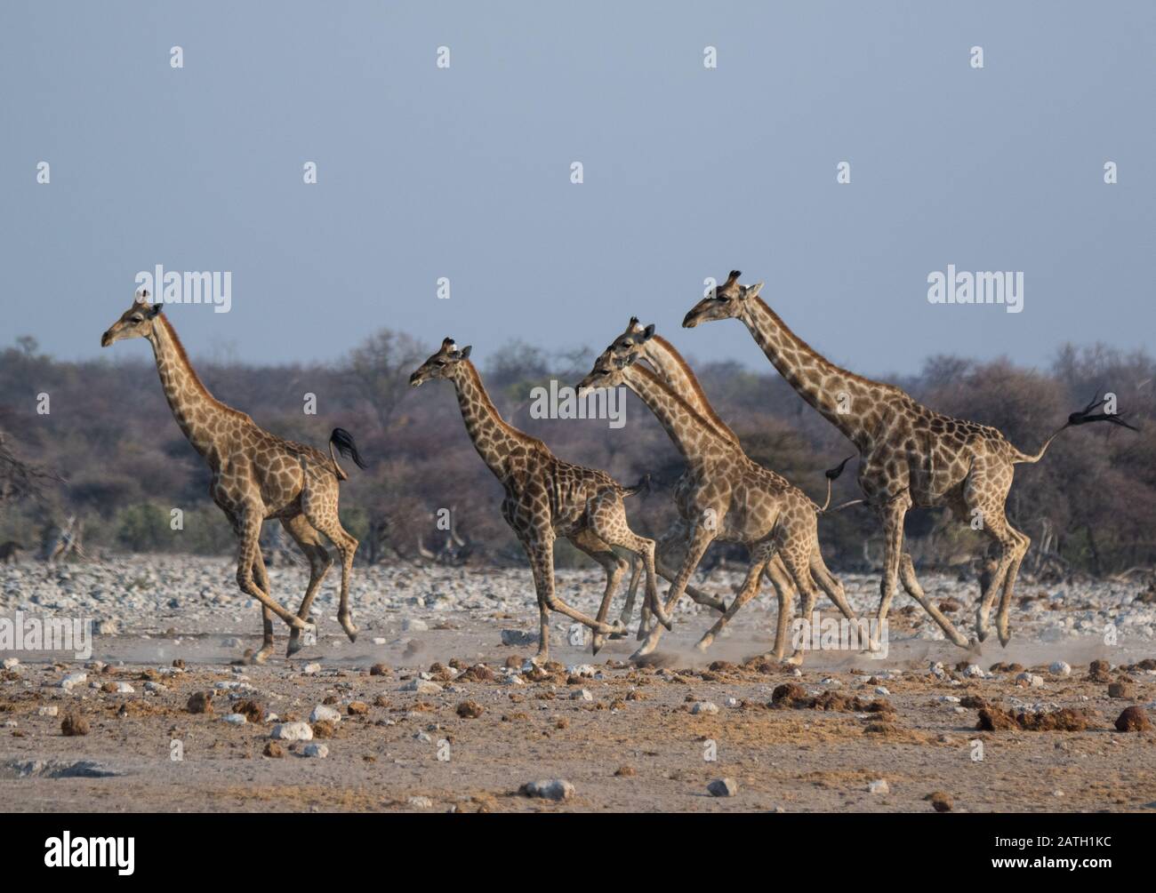 Giraffe running away from animal hi-res stock photography and images ...