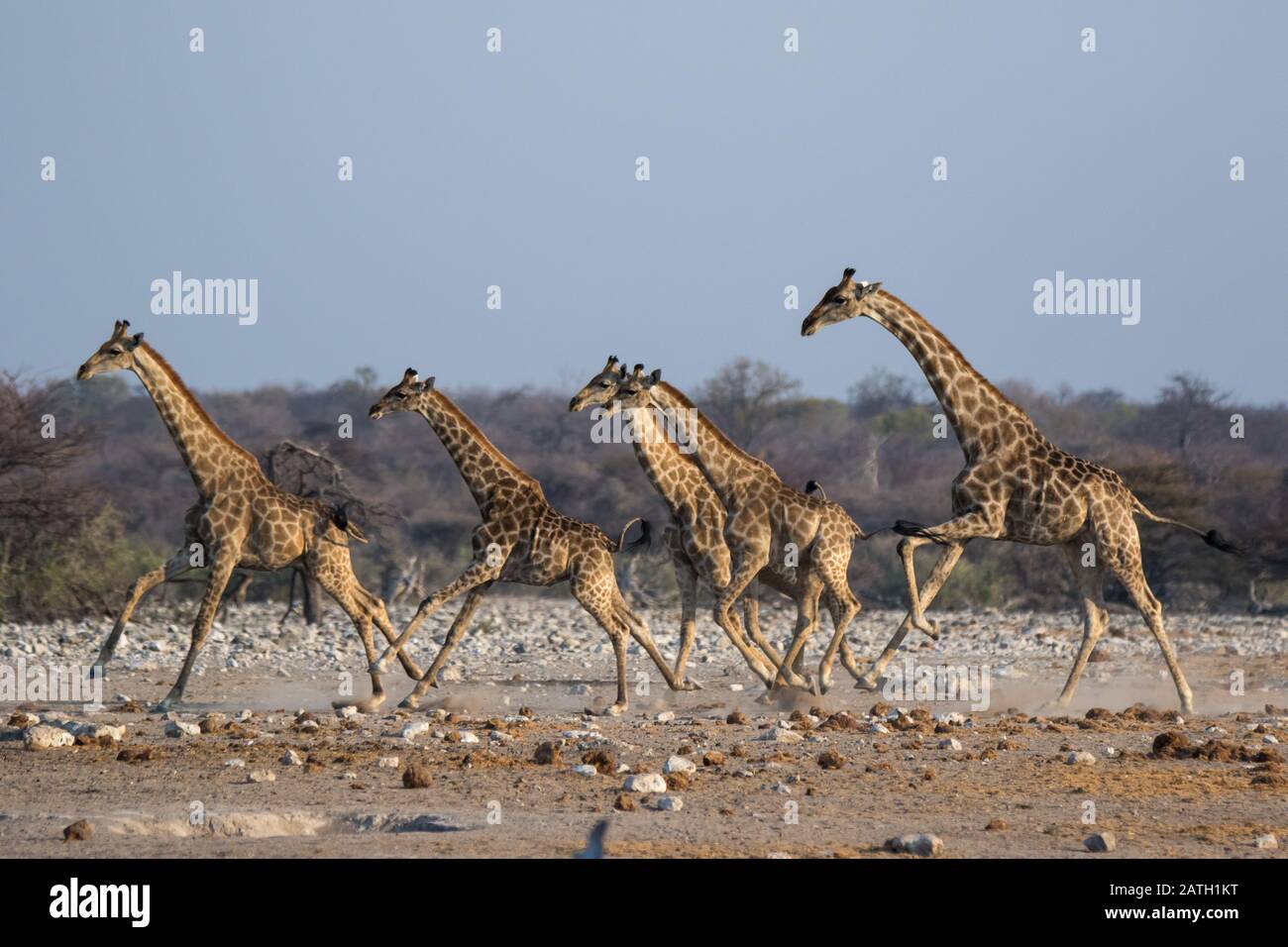 Giraffe running away from animal hi-res stock photography and images ...