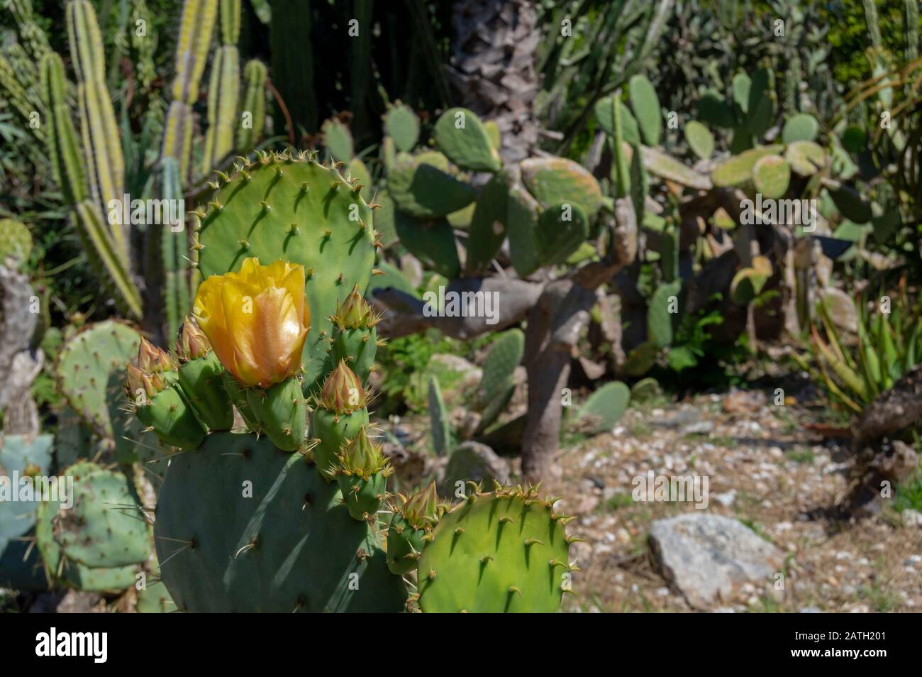 Megacantha hi-res stock photography and images - Alamy